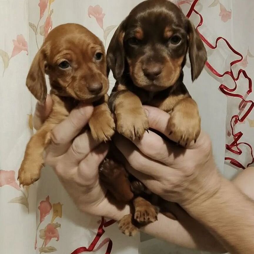 Такса, щенок