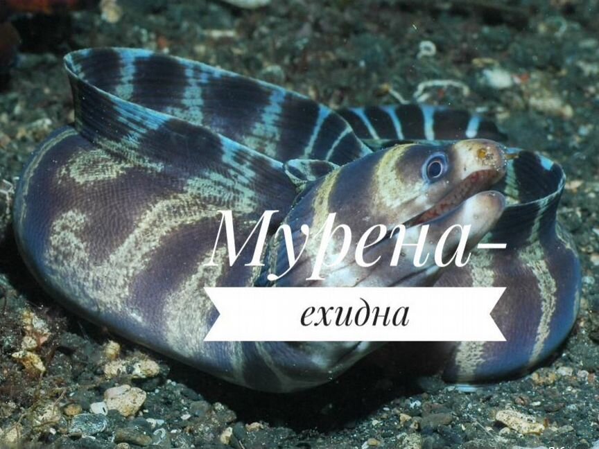 Мурена-ехидна, S(морская рыбка в наличии)