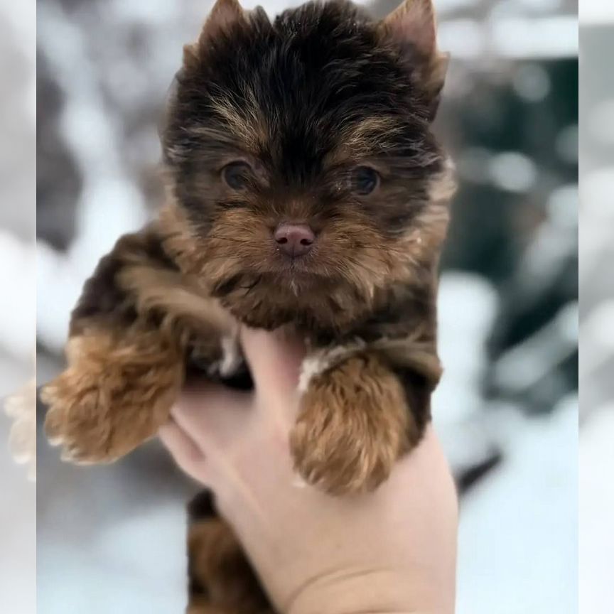 Йоркширский терьер, щенок