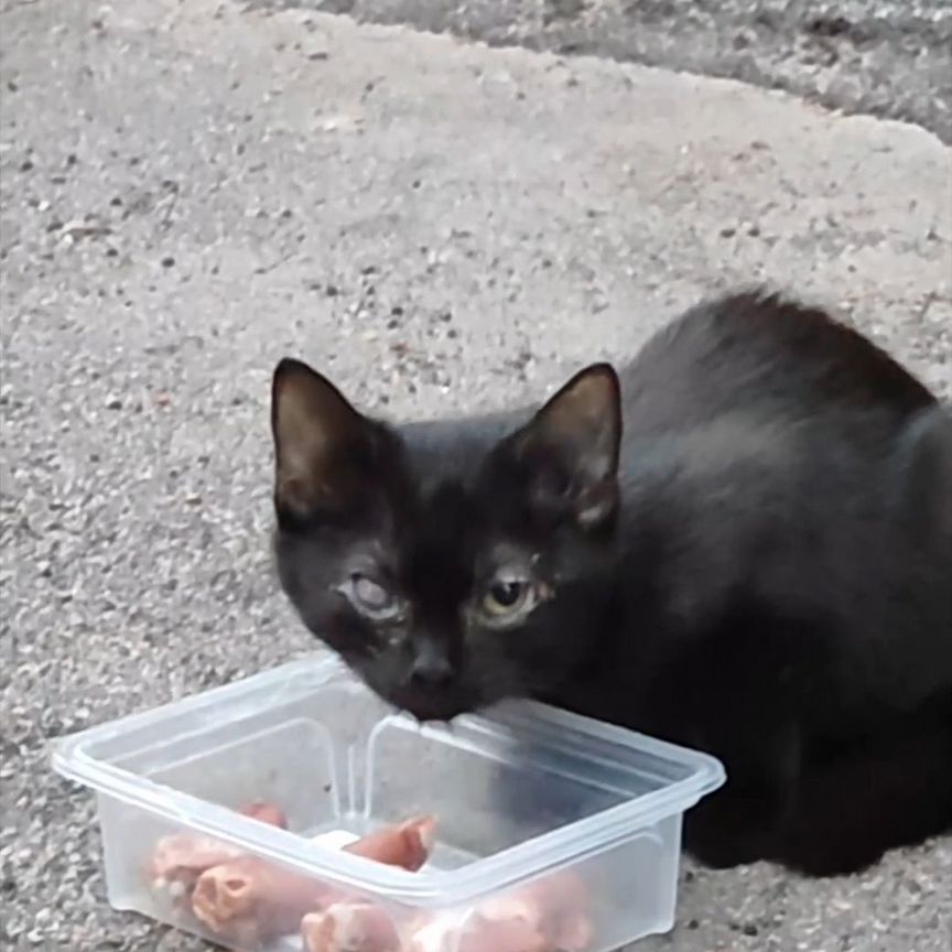 Одноглазый котëнок чёрный в беде