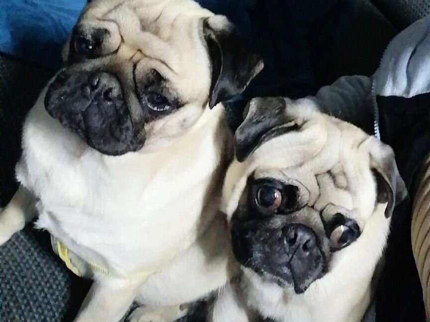 Мопс