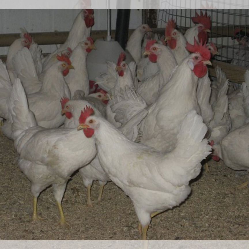 Куры несушки