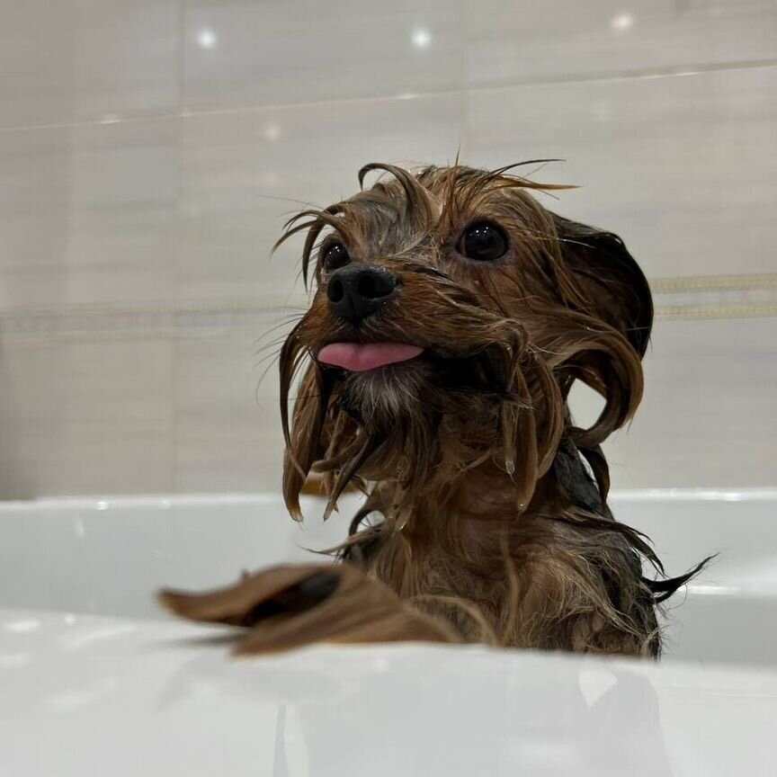 Стрижка собак