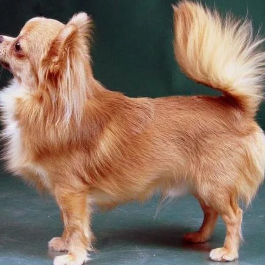 Чихуахуа мини