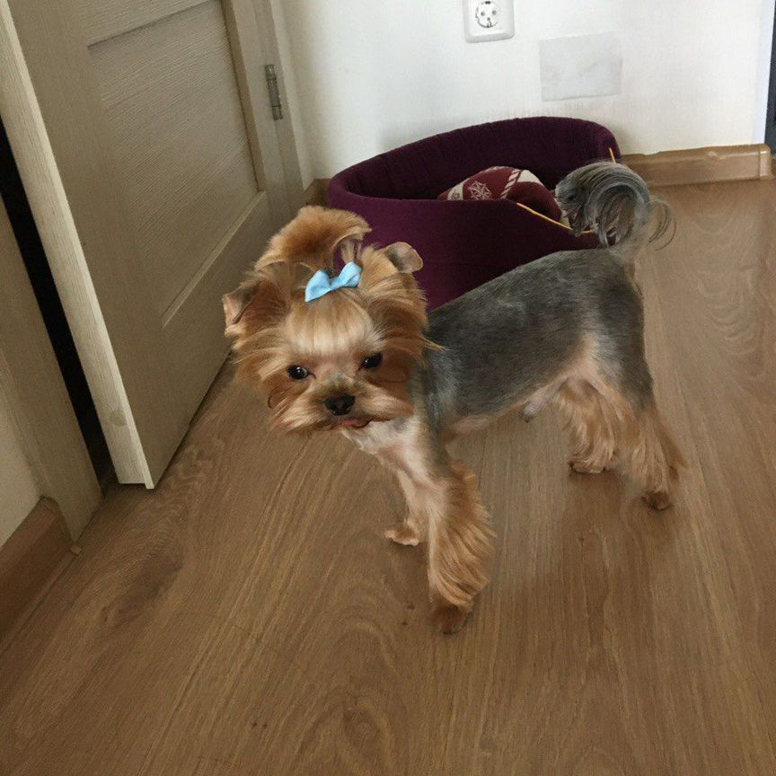 Йоркширский терьер