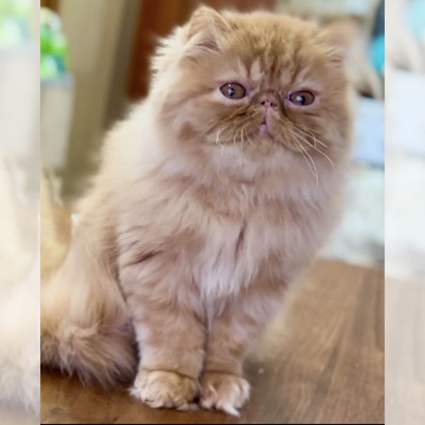 Персидский котёнок