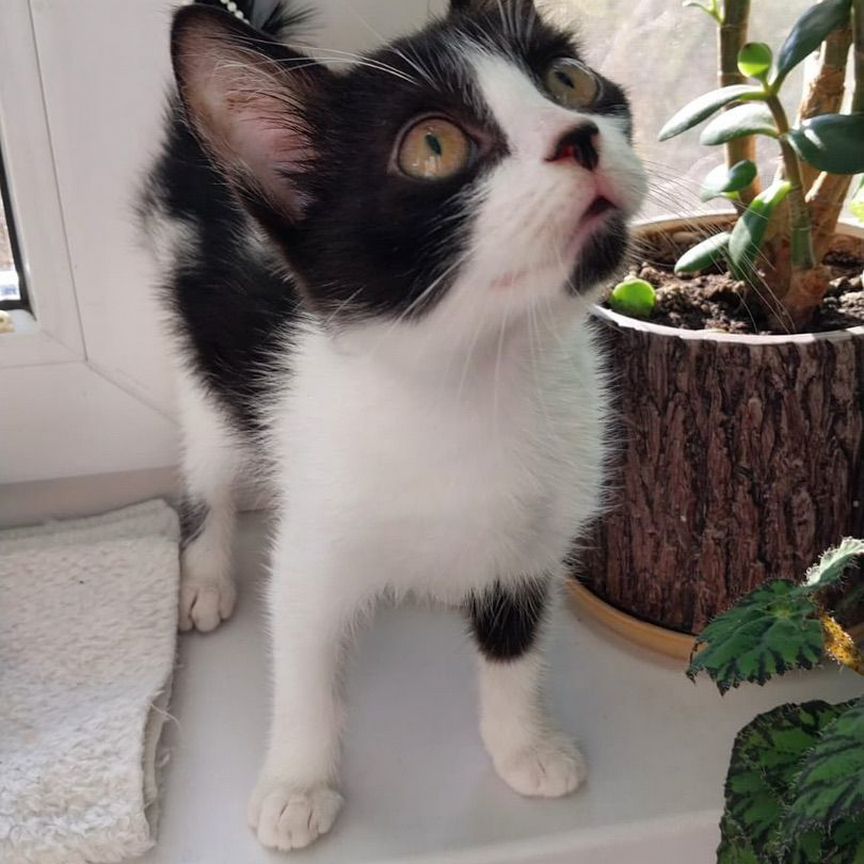 Котик ждет семью