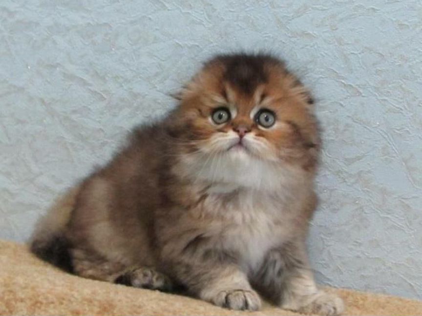 Вислоухий котик полудлинношерстный золотой