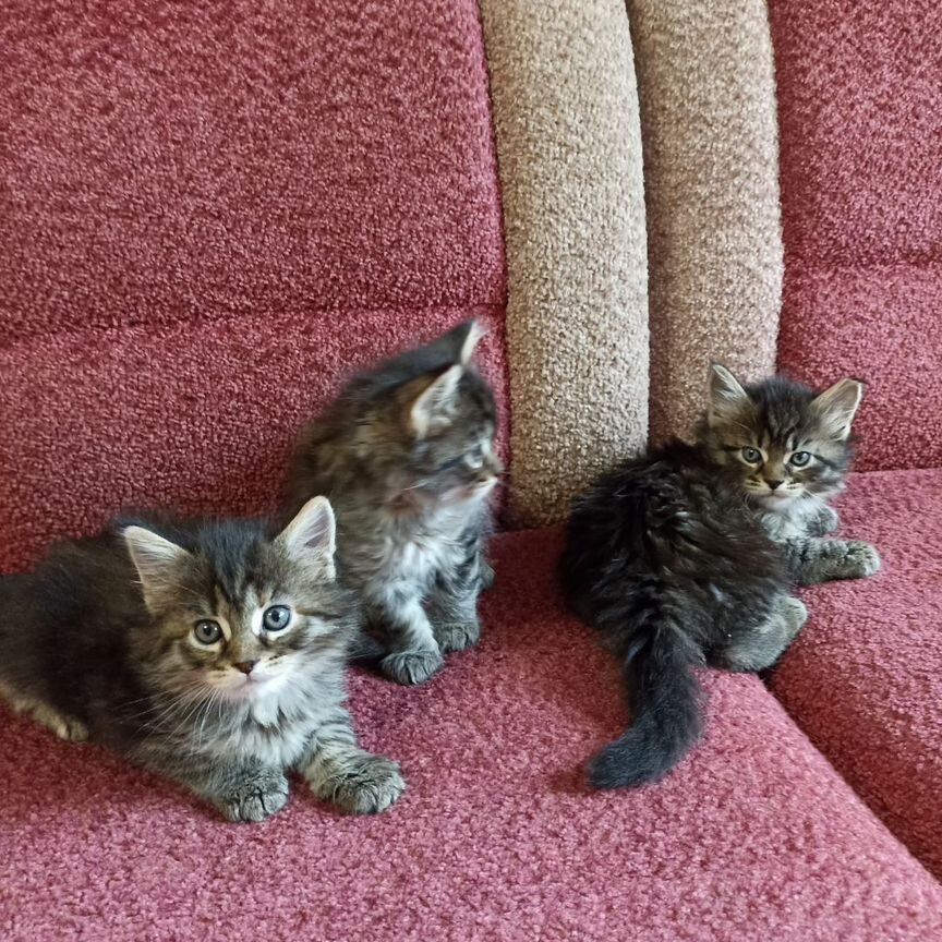 Котята наполовину мейн-кун