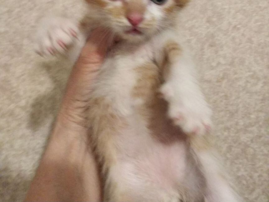 Котенок.Рыжий мальчик.1 мес.10 дней