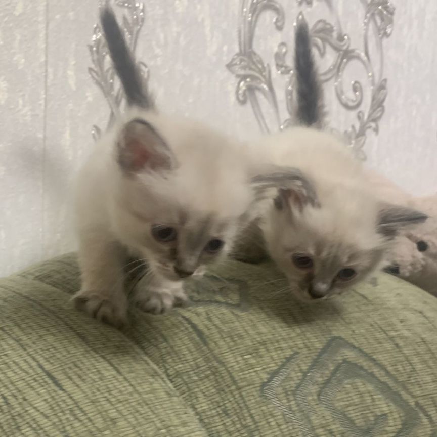 Невский маскарадный котёнок