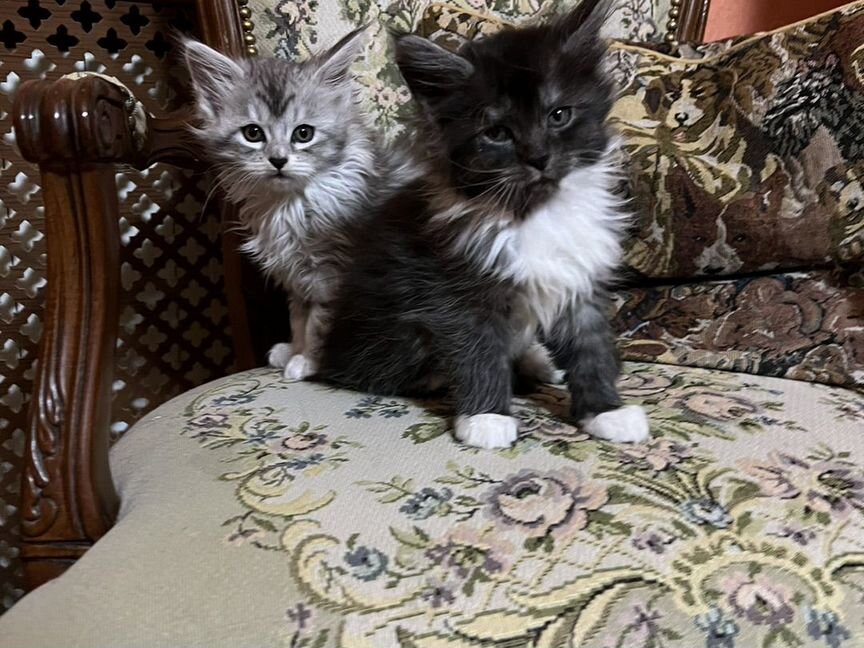 Котики от мейн куна и сибирского кота