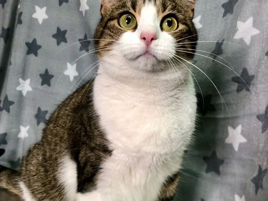 Кошечка Ванда