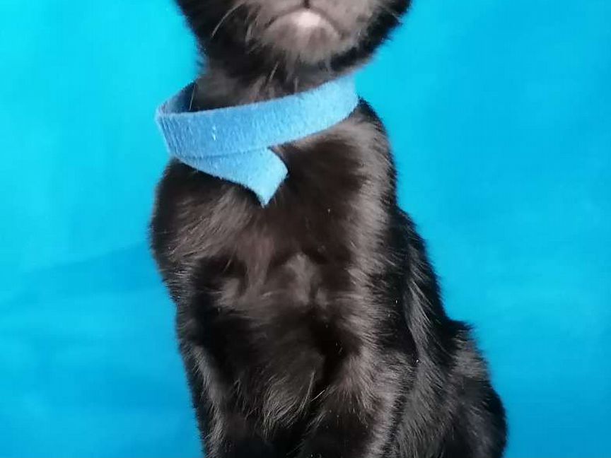 Ориентальная