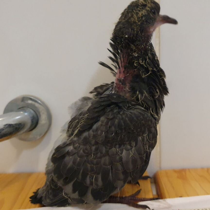 Птенец голубя