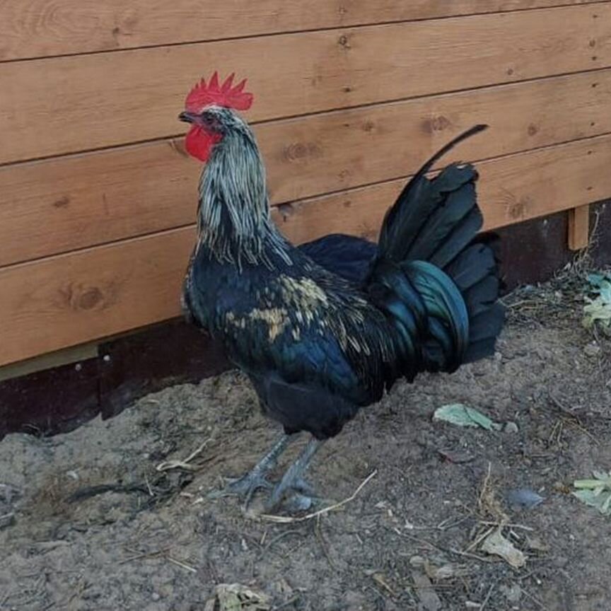 Петушок Сильверудд блю