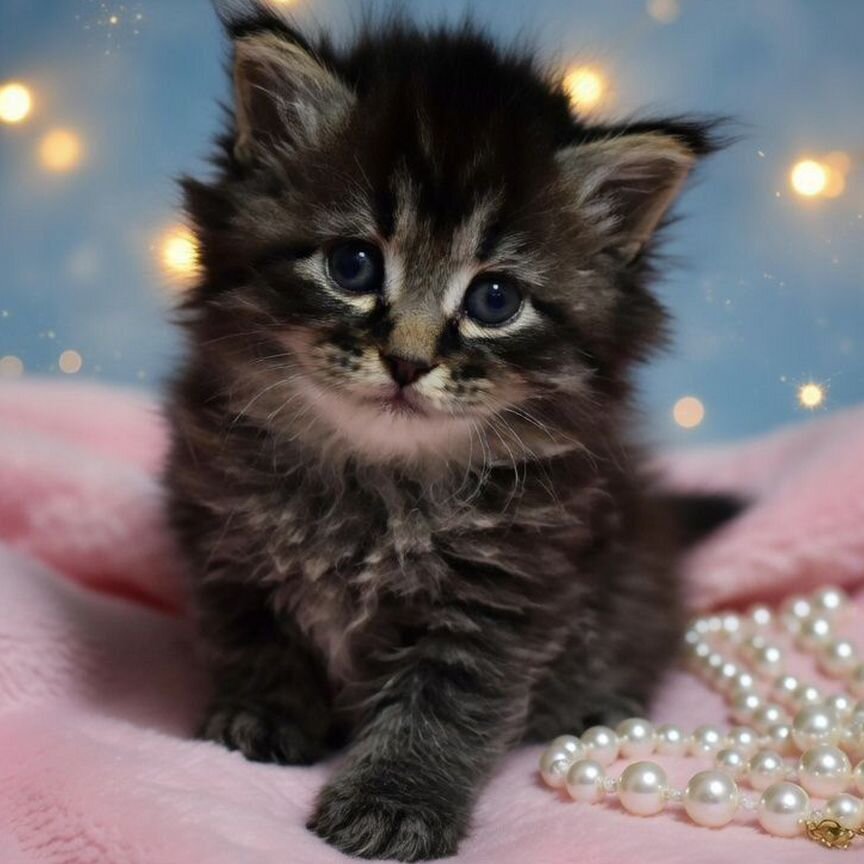 Котёнок от частного владельца