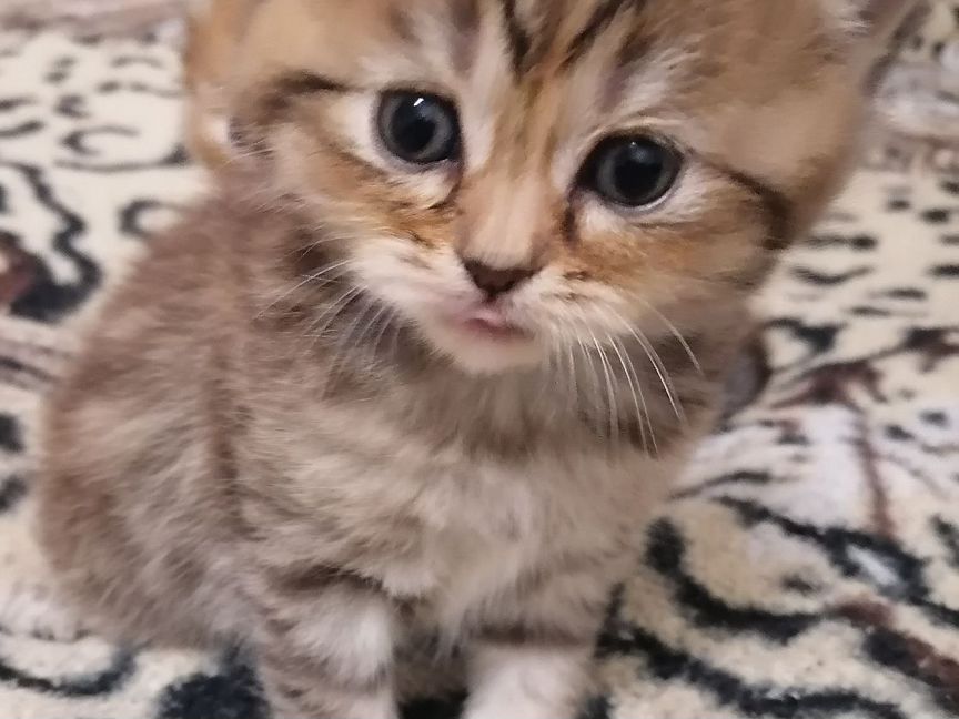 Британские котята