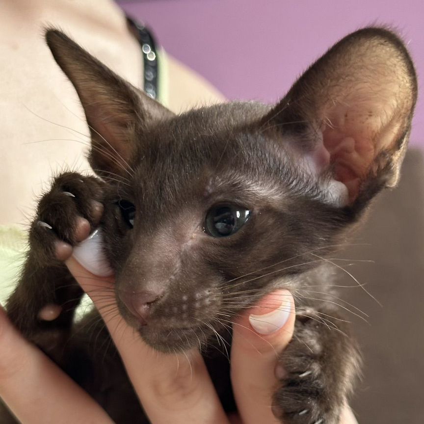 Ориентальный котёнок