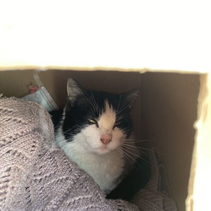 Взрослая, Девочка кошка в добрые руки