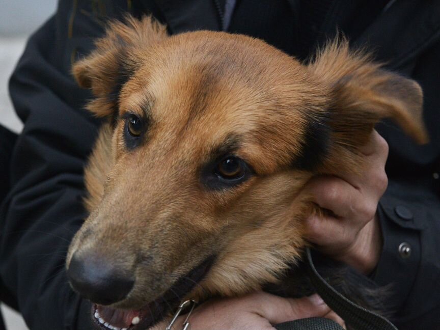Полуовчарка Шейла