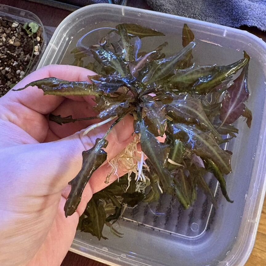 Аквариумное растение, криптокарина