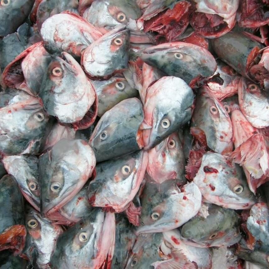 Рыбные Отходы