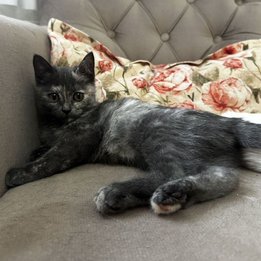 Котенок ищет дом