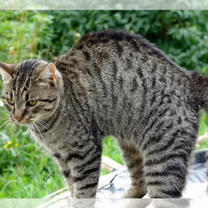 Кошкая обычная не породистая