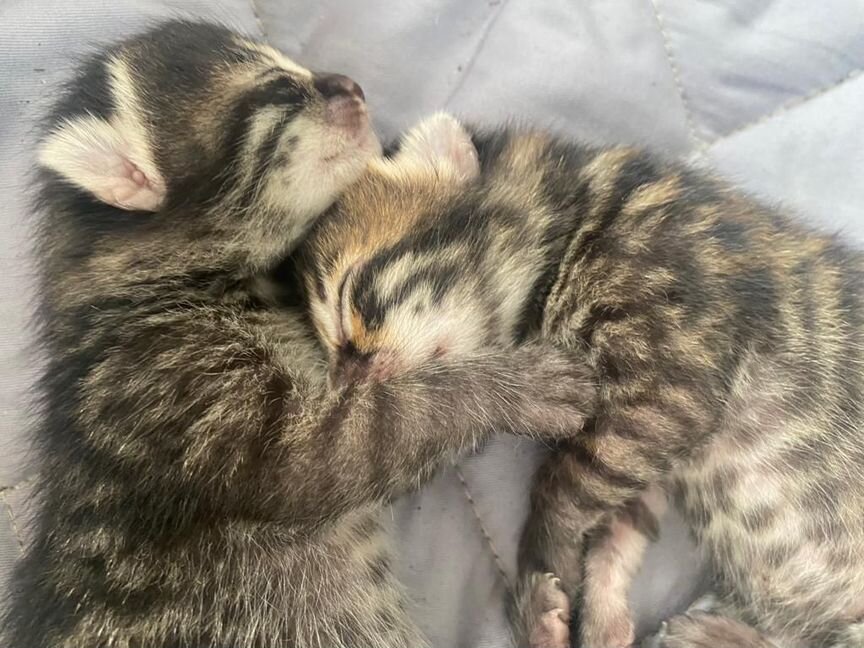 Бенгальские котята