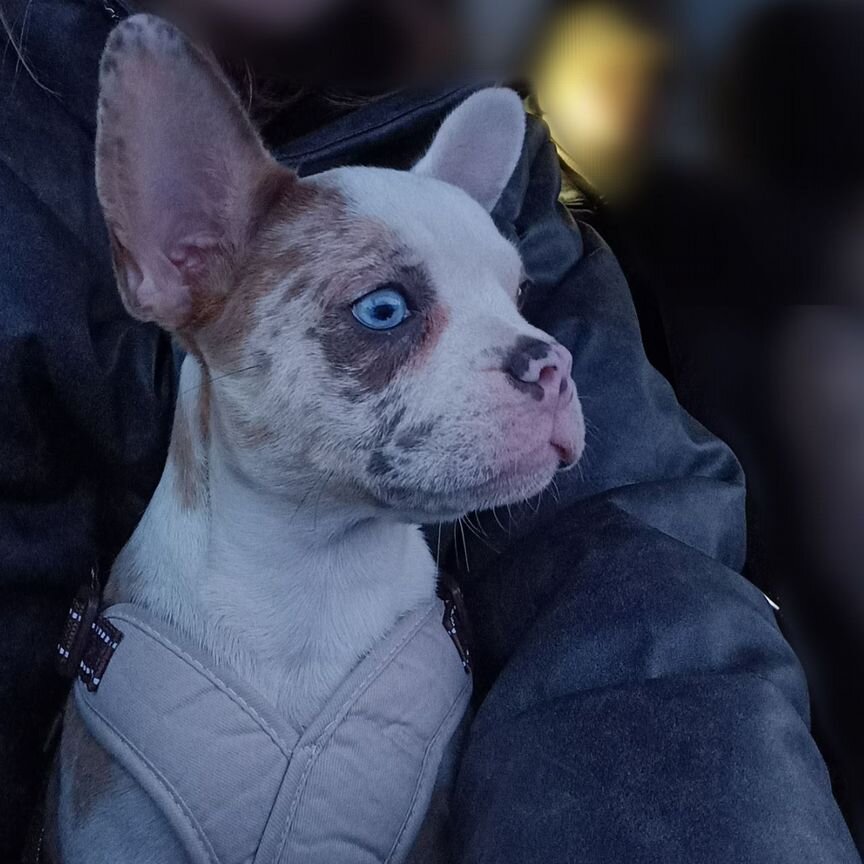 Французский бульдог, щенок