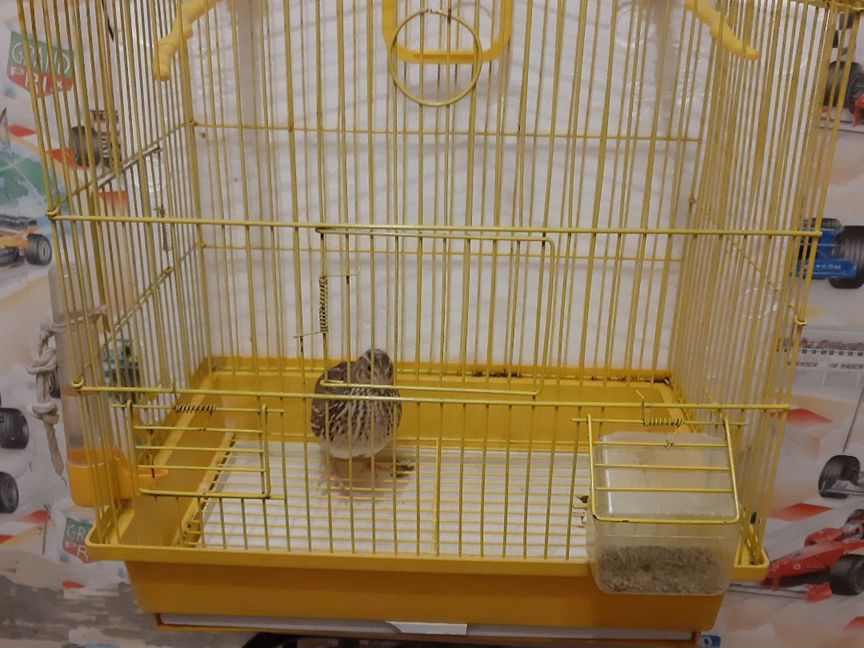 Перепёлочка с клеткой