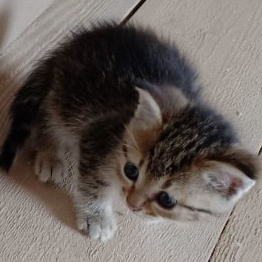 Котенок