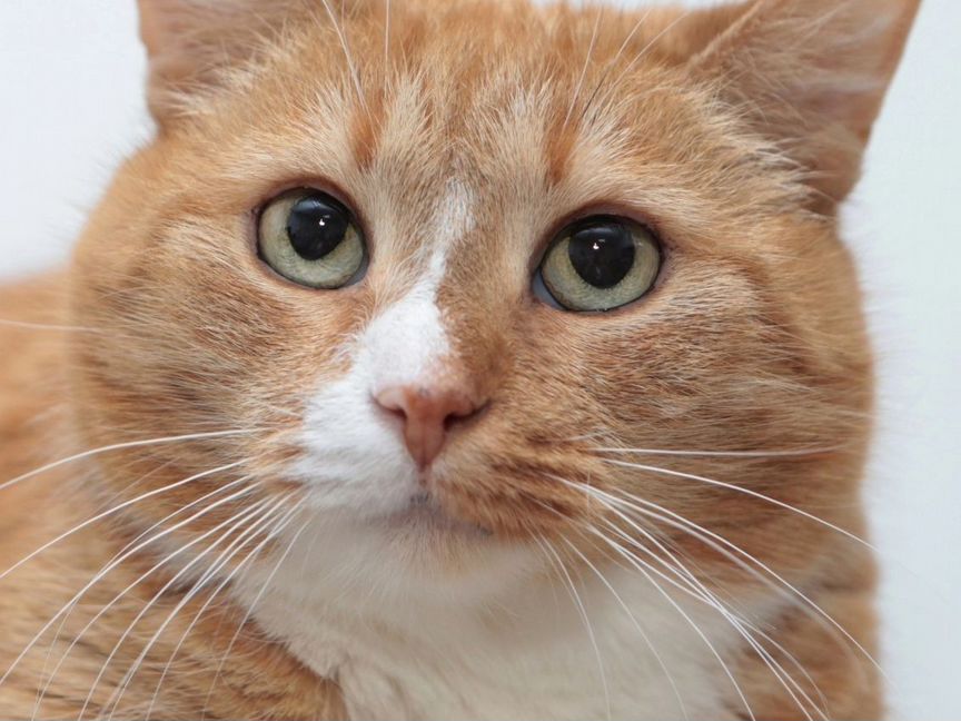 Кошка Алиса