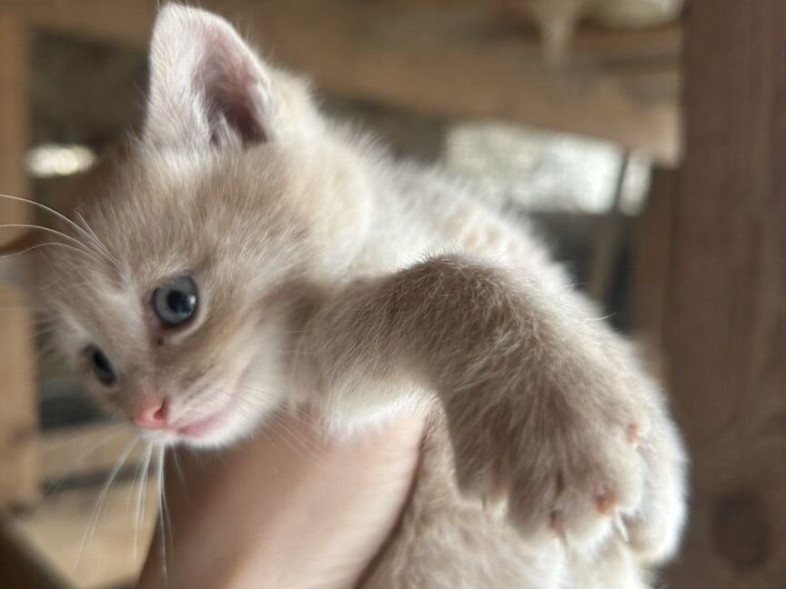 Сибирские котята
