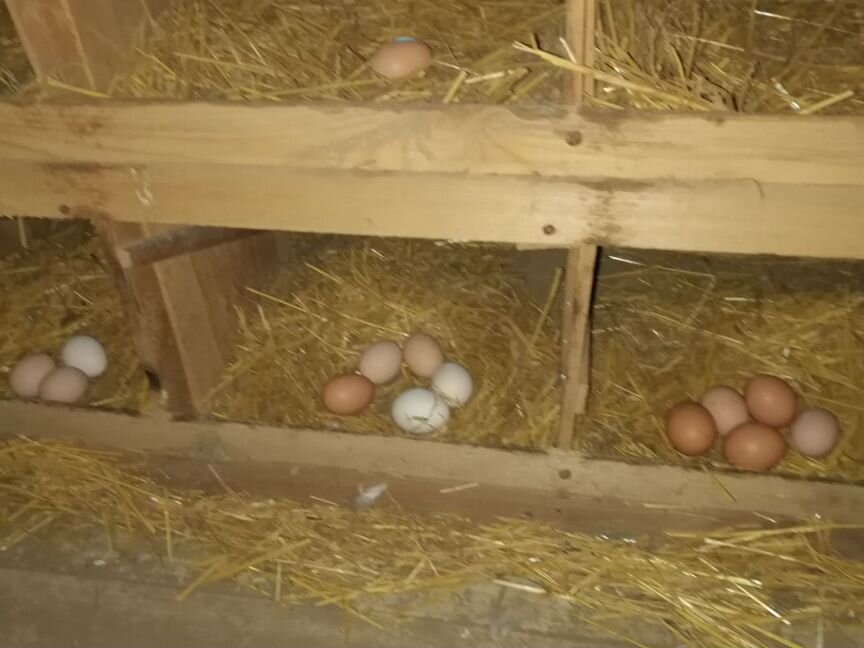 Домашние куриные яйца