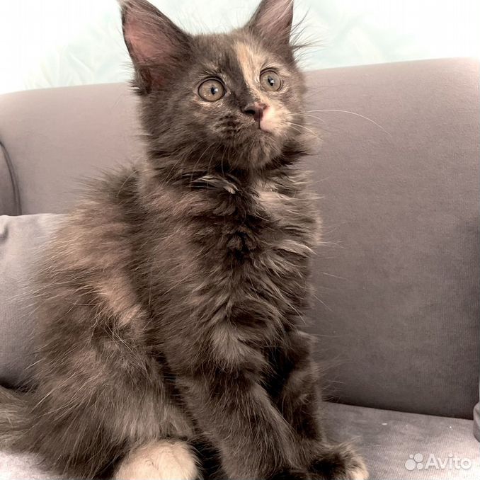 Девочка-припевочка