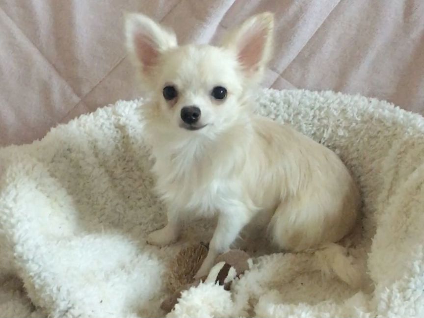 Мальчики чихуахуа подрощенные