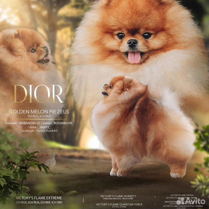 Померанский шпиц вязка кобель