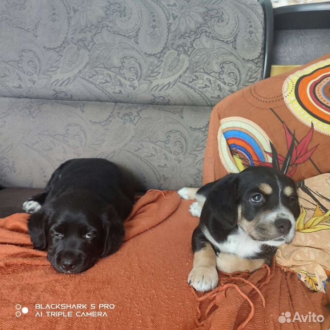 Щенки английского кокер спаниеля