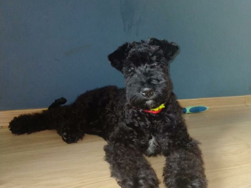 Щенки Керри-Блю-терьера