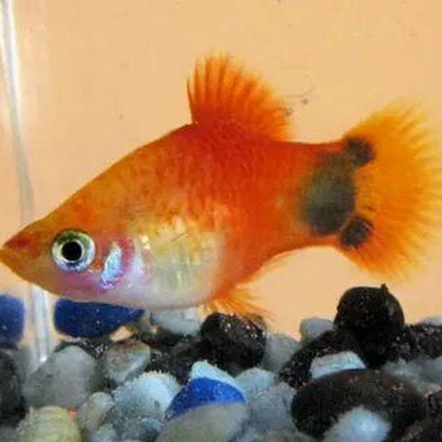 Аквариумная рыбка