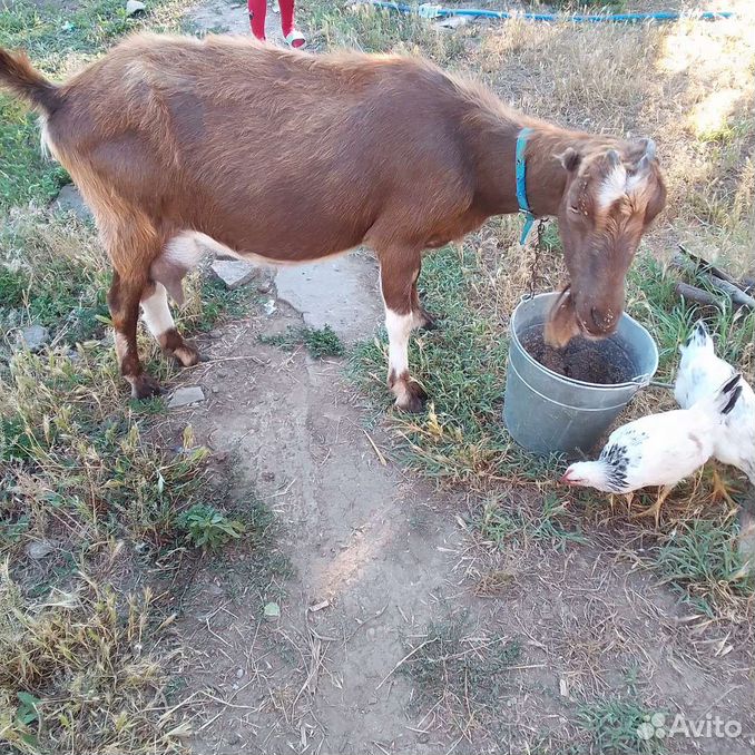 Коза дойная ламанча