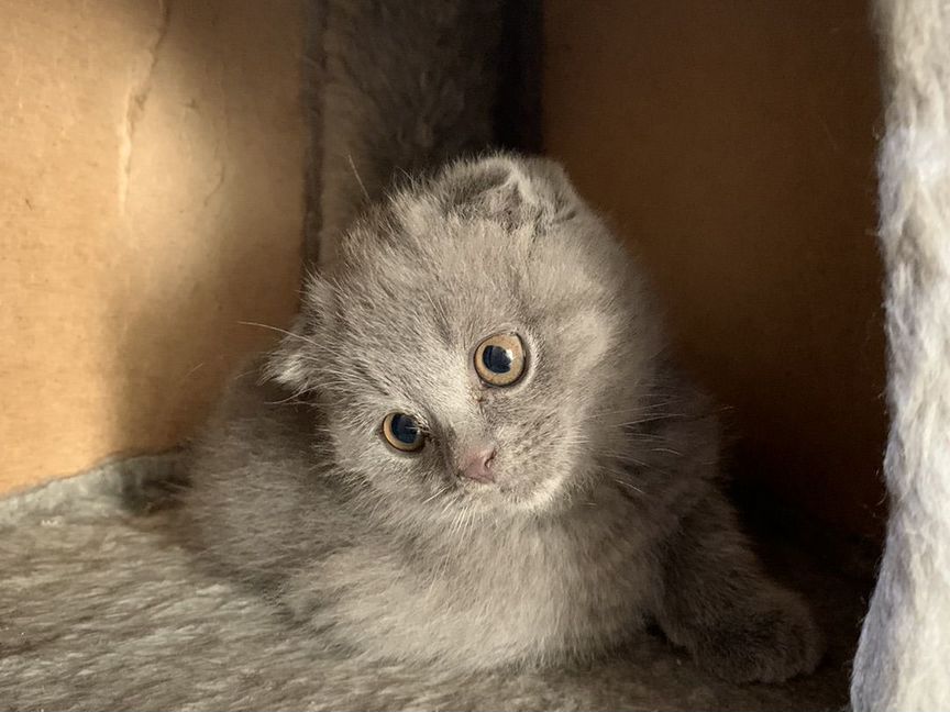 Британская вислоухая кошка