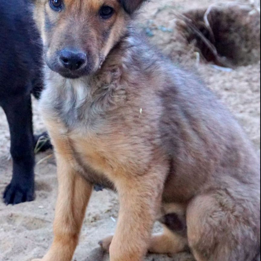 Щенуля 3 мес в семью