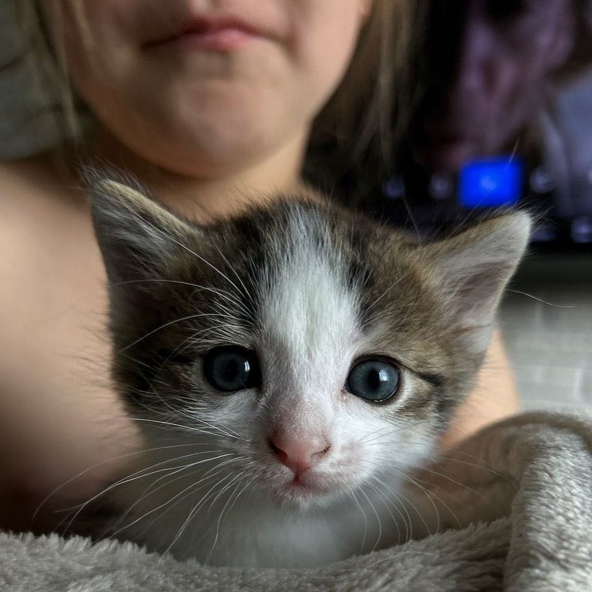 Котенок девочка