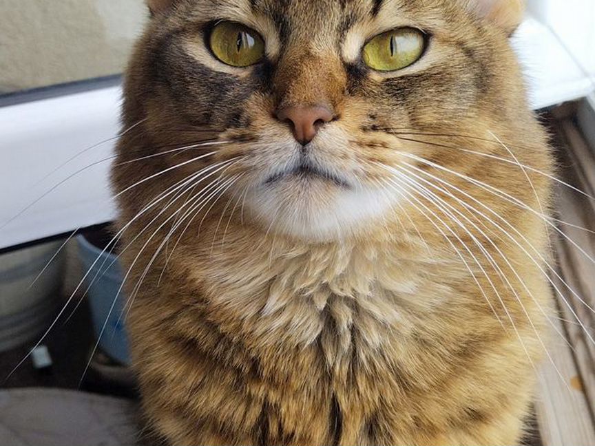 Котик приглашает в гости кошечек