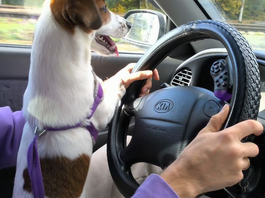 Джек Рассел терьер