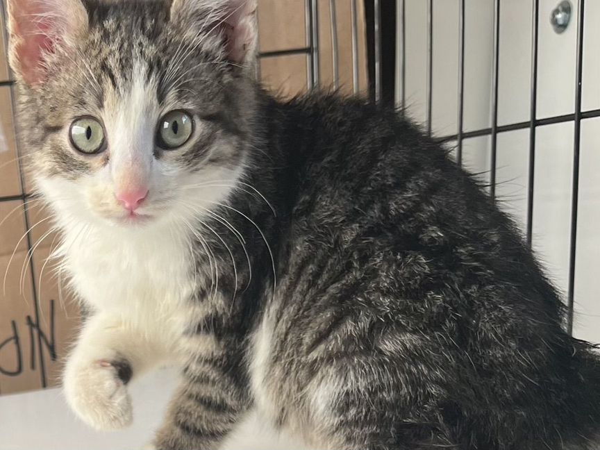 Чудесный которебёнок ищет дом