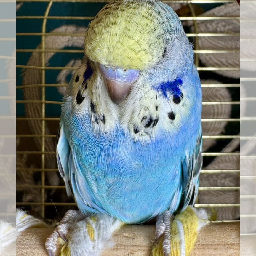 Выставочный волнистый попугай ввп Чех